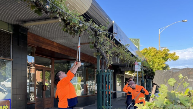 Grapevine Maintenance Underway In Barkly Street | Mirage News